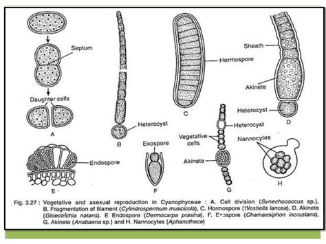 Reproduction In Algae Pptx