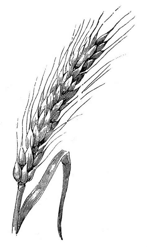 Wheat Sketch Wheat Tattoo Wheat Drawing Graphics Fairy