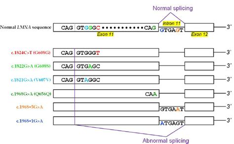 A Schematic Diagram Showing Point Mutations Leading To Increased