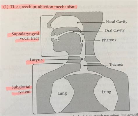 Speech Production Anatomy Flashcards Quizlet