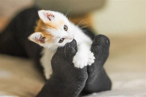 Jak powstrzymać kota przed atakowaniem kostek Cats