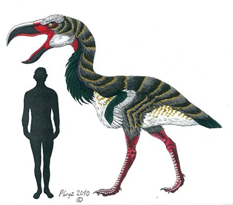 Kelenken Fossils And Archeology At Sophia Hoff Blog