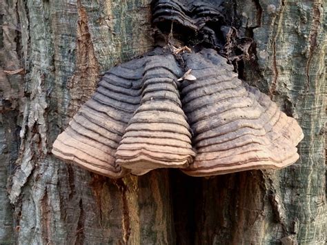 Ganoderma Adspersum Nein Ganoderma Lobatum Nein Ga… Flickr