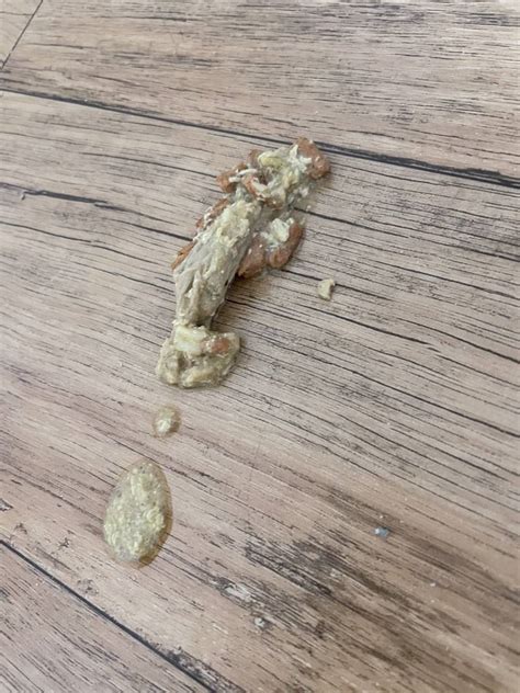 이거 뭔지 아는 사람 제바루ㅜㅠ 인스티즈instiz 반려동물 카테고리