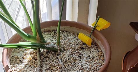 Example Of Physical Control Methods For Fungus Gnats Album On Imgur