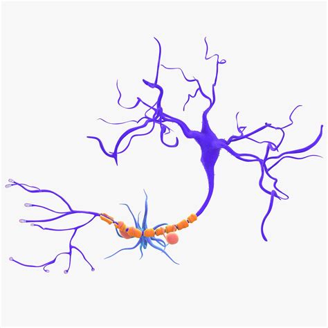 Neuron Cell Structure