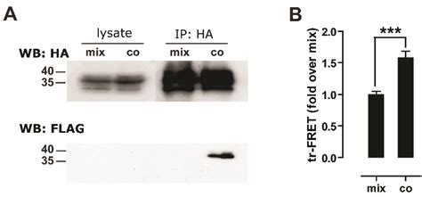 Figure From Vu Research Portal Dimerization And Signaling Of The Chemokine Receptors Cxcr And