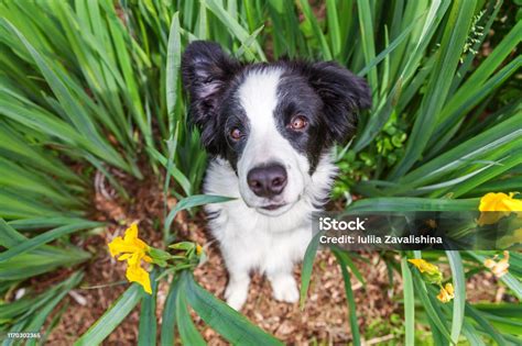 공원이나 정원 배경에서 녹색 잔디 잔디에 앉아 귀여운 밀링 강아지 국경 콜리의 재미있는 야외 초상화 0명에 대한 스톡 사진 및 기타 이미지 Istock