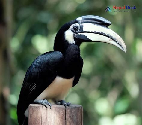 Oriental Pied Hornbill Guardian Of The Treetops Nepal Desk