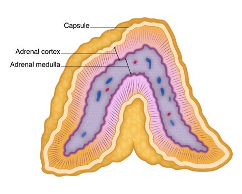Histologi Sistem Glandula Endocrina