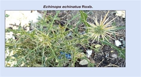 Photograph Of Echinops Echinatus Roxb Figure 4 T S Of Root Of Download Scientific Diagram