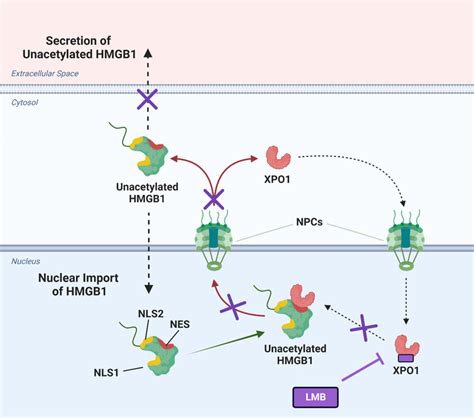 Cisplatin Mediated High Mobility Group Box Hmgb1 Secretion Is