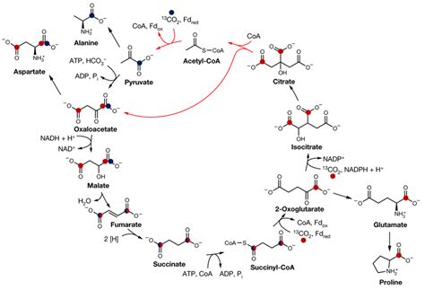 Can The Tca Cycle Be Reversed Creative Proteomics Blog