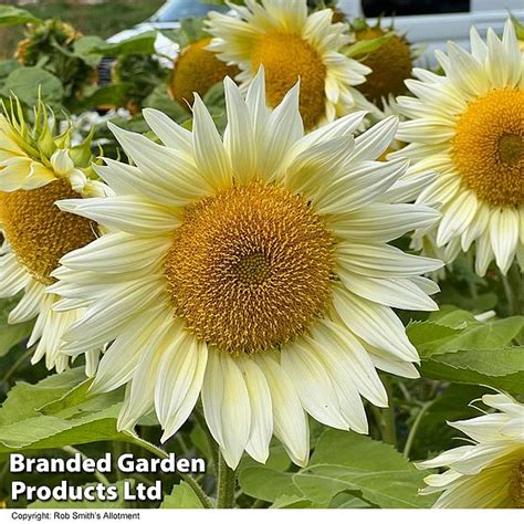 Sunflower Pro Cut White Lite F1 Seeds Dobies