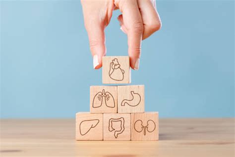 2900개 이상의 심장이식 이미지 스톡 사진 그림 및 Royalty Free 이미지 Istock