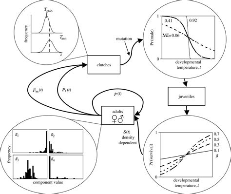 Mutual Information Reveals Variation In Temperature Dependent Sex Determination In Response To