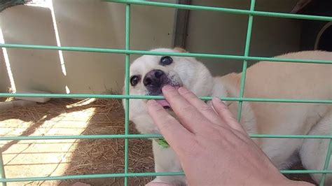 쉬어야 될 주말에 공장개랑 놀아주기 위해 출근한 40중 후반의 아재는 천지도 모르고 좋아한다공장개랑 중년 아재랑 만나서 서로 아주 좋아 죽는 영상 ㅣ 외로운 공장개를