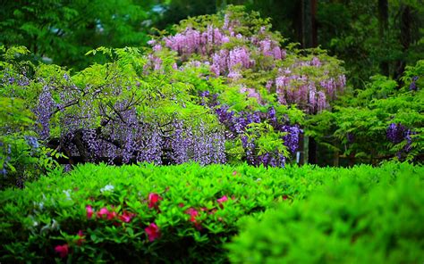 植え込み越しにピンクと紫の藤1280x800サイズ