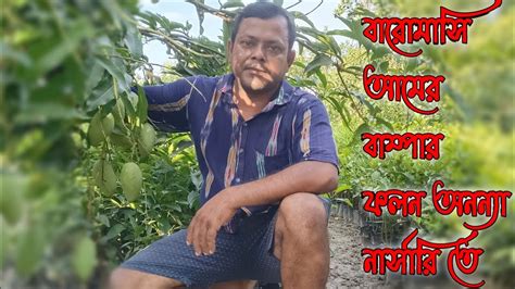 বারোমাসি আমের বাম্পার ফলন অনন্যা নার্সারি তে Youtube