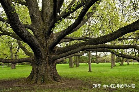 肝火旺者，脾胃常虚，教你一招，疏肝健脾，养好脾胃 知乎