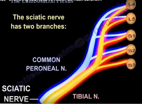 Anatomy Of The Lumbosacral Plexus —