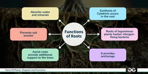 Parts Of Plants Diagram And Functions Geeksforgeeks