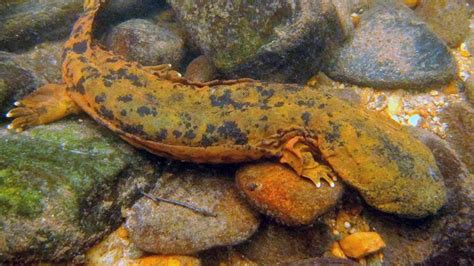 Look For These Salamanders In North Carolina Wcnc