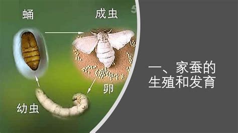712昆虫的生殖和发育课件 共24张ppt人教版生物八年级下册 21世纪教育网