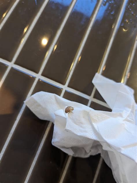 What Is This Lil Bug R Whatsthisbug