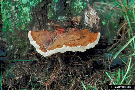 Ganoderma Root And Butt Rot Ganoderma Lucidum