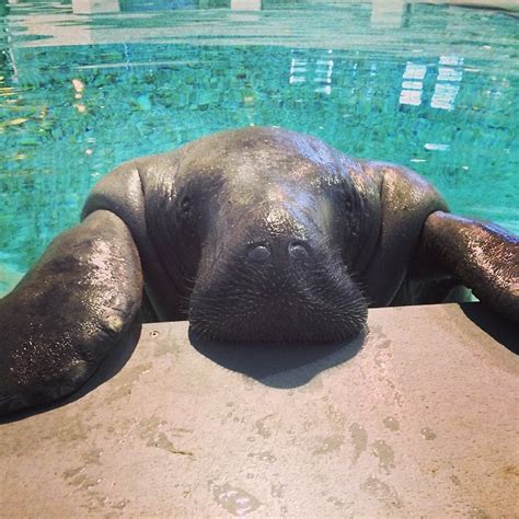 Snooty The Worlds Oldest Manatee Turned 66 Yesterday Happy Birthday Imgur