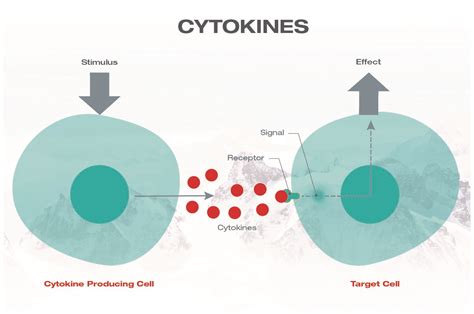 A Basic Overview Of Cytokines And Why They Are Important