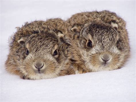 Ochránci Zvířat Apelují Neberte Mláďata Rodičům Zprávy Plzeňský
