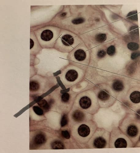 Tissue Details Flashcards Quizlet