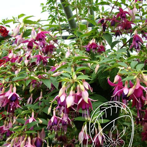 Acheter Le Fuchsia Benjamin