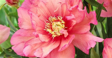 Mourad Agrebi On Linkedin Itoh Peonies Vs Herbaceous Peonies Learn