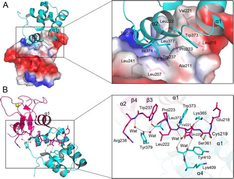 Crystal Structure And Sumo Binding Of Slx1 Slx4 Complex Pmc