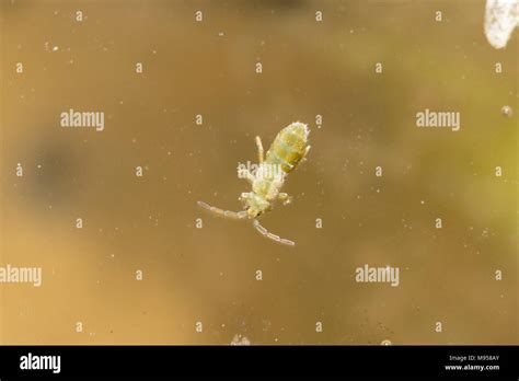 Aquatic Springtail On The Surface Of A Garden Pond In The Uk Stock