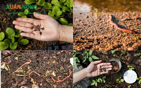 Lợi ích Giun đất Trong đời Sống