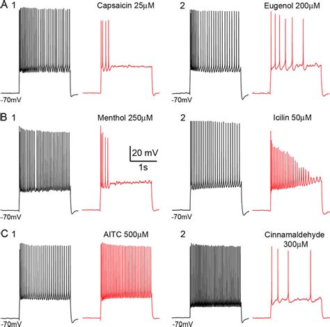 Voltage Recordings Of Single Layer 5 Pyramidal Neurons Of The Primary Download Scientific