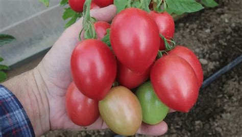 Ефективний розчин для захисту томатів від гнилі Обробіть і забудьте про фітофтору Смачно дома