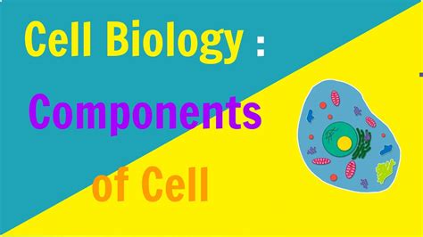 Cell Biology Components Of Cell Biology Science Letstute Youtube