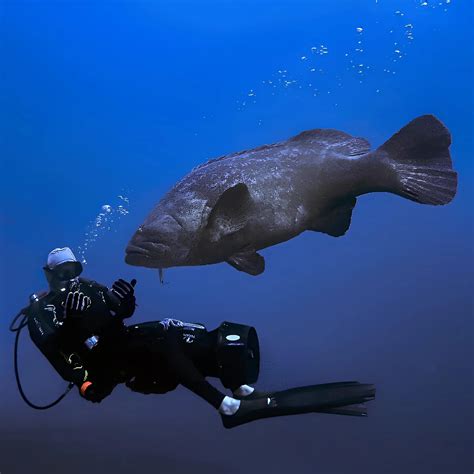 Grouper Recipes For Every Occasion Grouper Recipes For Every Occasion