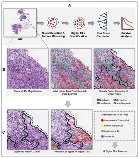 Illustration Of The Main Workflow A Nuclei Detection At 40× Download Scientific Diagram