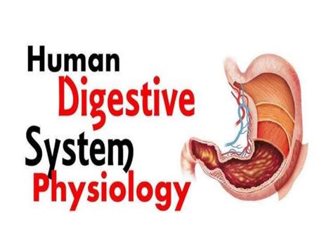 Digestive System Physiology Pptx Dental Health Diseases And Conditions