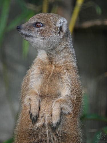 Cutlass Reference By Smolderbone On Deviantart