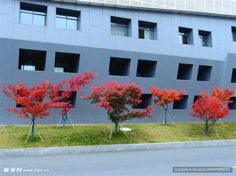 九江学院枫叶摄影图自然风景自然景观摄影图库昵图网