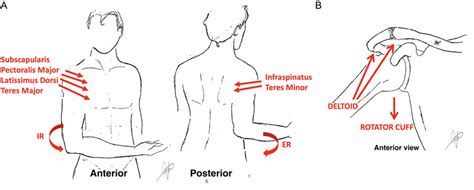 Efort On Linkedin Understanding Shoulder Pseudoparalysis Part I Definition To Diagnosis