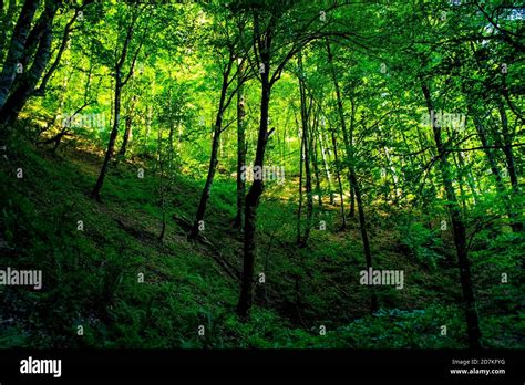 Green Forest With Sparse Trees In The Evening Light And Shade
