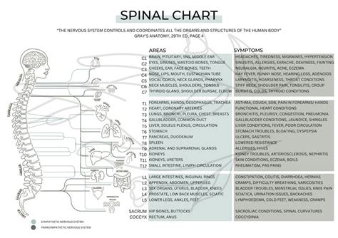 Spinal Chart Autonomic Nervous System Organ Poster Pdf Download Etsy